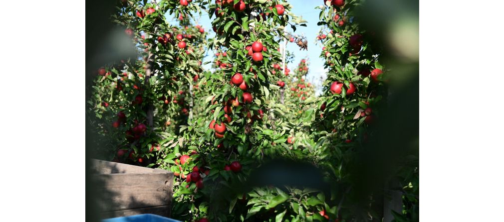 Top 10 Appelbomen
