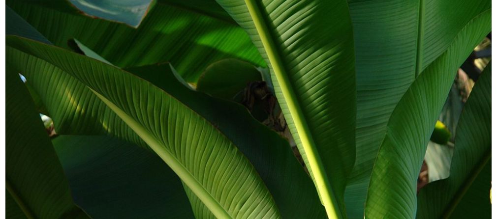 Exotische planten voor vakantie in eigen tuin