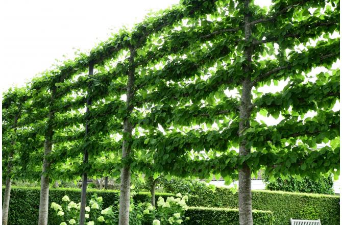 Nieuws - Populairste leibomen