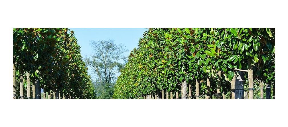 10 soorten Groenblijvende bomen
