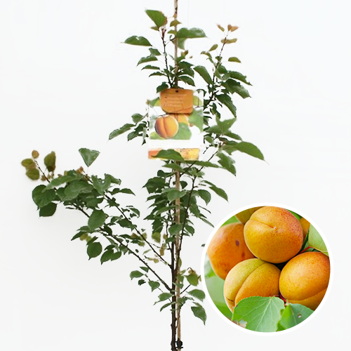 De platte Perzik Saturn, ofwel de wilde bosperzik, is nu al vanaf €16 ...