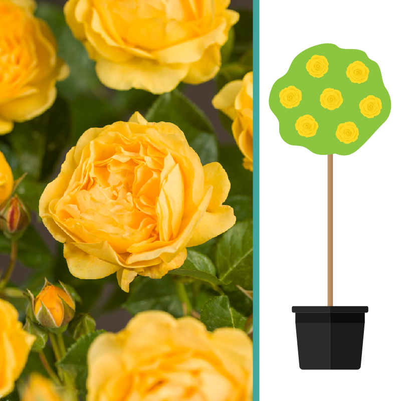 Rosa 'Nostalgie' op stam | Stamroos