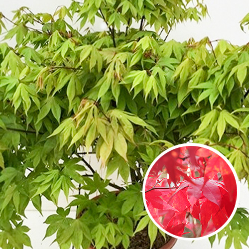 Acer palmatum 'Little Princess' | Japanse Esdoorn