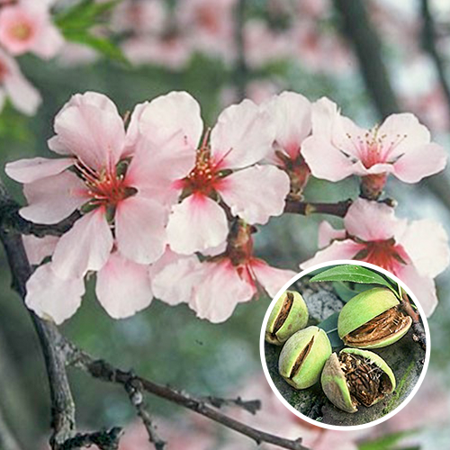 Nu te koop amandelboom | Hoogstam amandelboom met licht roze bloesem ...