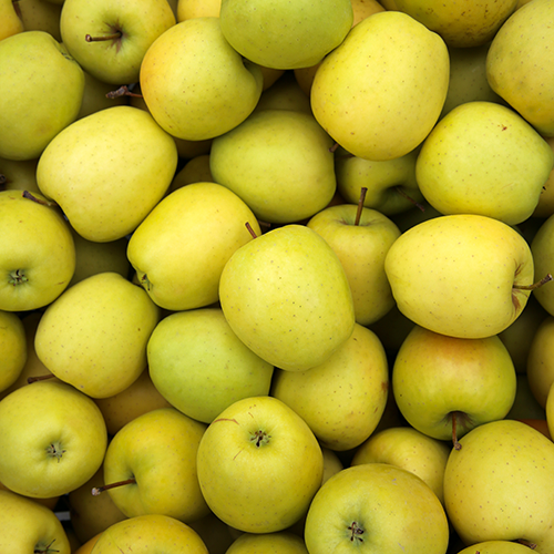 Oude Malus d. Elstar | Oude appelboom | Bomenenzo.nl