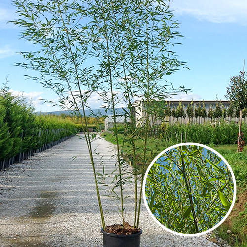 Bamboe Nigra | Zwarte Bamboe | Bambusa phyllostachys Nigra