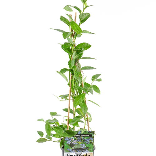 De blauwe bes Jersey, rijp in september. Vaccinium corymbosum Jersey al ...