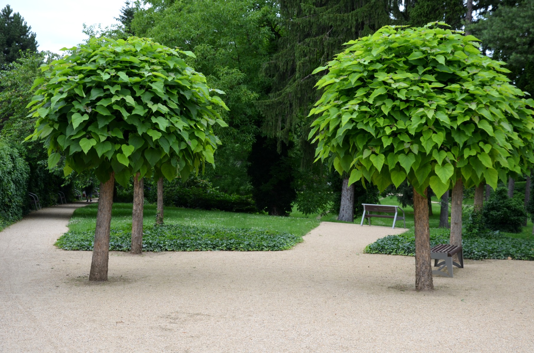 Boleik kopen |Quercus palustrus Green Dwarf is winterhard | Bomenenzo