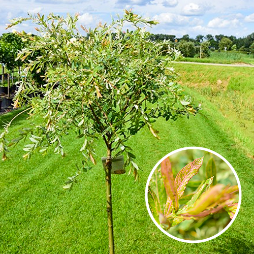 Treurwilg kopen | Makkelijke groeier | Eigen kwekerij en online te ...