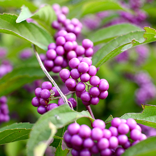 Dwergsering | Syringa meyeri 'Palibin'
