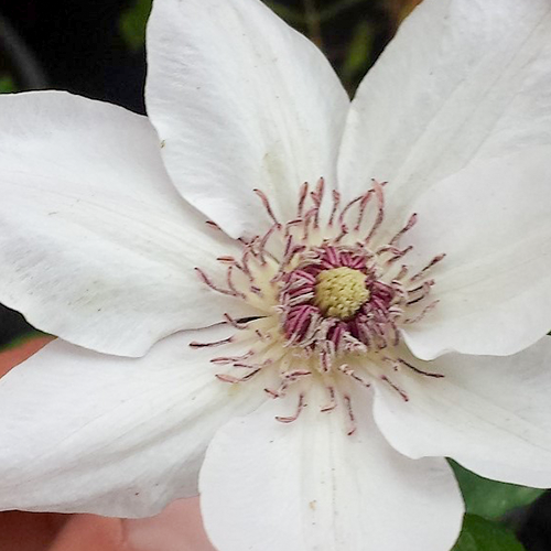 Clematis 'Pixie' | Kleine Clematis, ook geschikt als bodembedekker