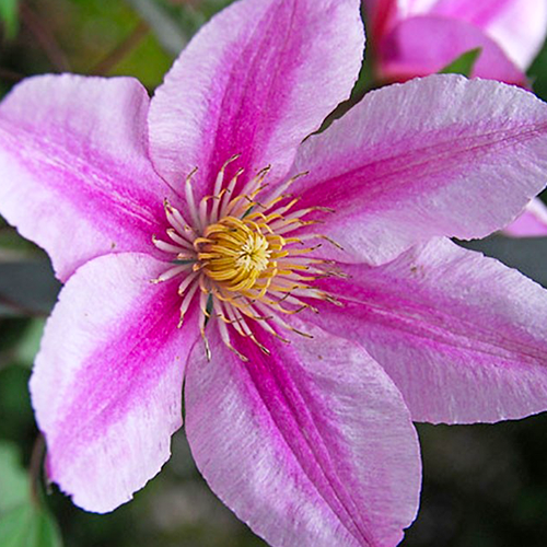 Clematis 'Pixie' | Kleine Clematis, ook geschikt als bodembedekker
