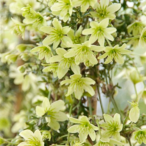 Clematis 'Niobe' | Bosrank