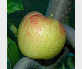 Appelboom Rode Boskoop kopen | €12.50 Appelboom Rode Boskoop wordt ook ...