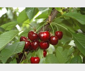 Kersenboom Van | Van rode zoete kers. Bestand tegen vorst | Bomenenzo.nl