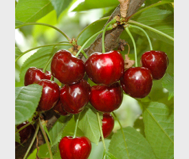 Kersenboom Van | Van rode zoete kers. Bestand tegen vorst | Bomenenzo.nl