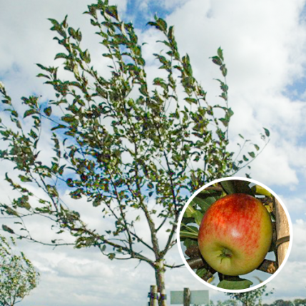 Appelboom Delcorf kopen | Zoete handappel met anijs-achtige smaak ...