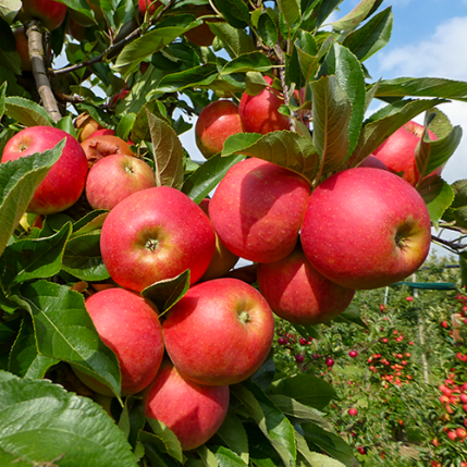 Malus domestica ‘Elstar’| Appelboom Elstar is de meest geteelde appel ...