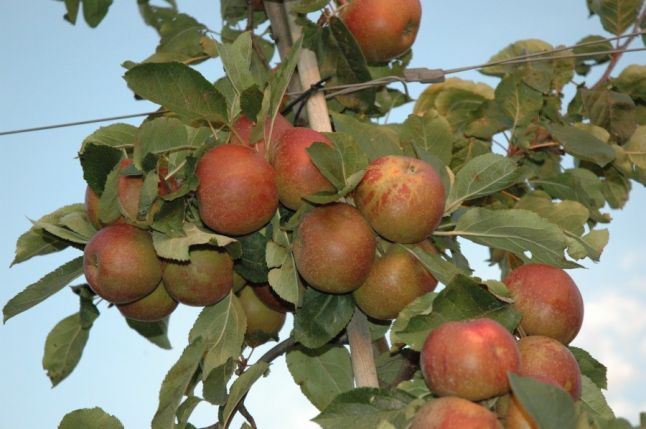 Appelboom Rode Boskoop kopen | €12.50 Appelboom Rode Boskoop wordt ook ...