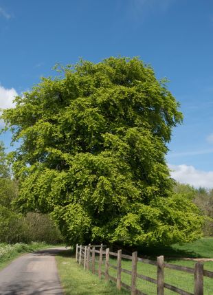 Groene Beukenboom | Bestel nu online bij Bomenenzo.nl