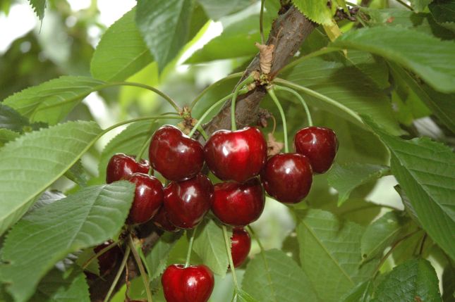 Kersenboom Sunburst | Prunus avium 'Sunburst' | Bomenenzo.nl