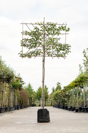 Lei Sierpeer kopen | Witte bloesem boom online bestellen | Bomenenzo.nl