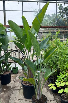 Strelitzia Augusta | Bestel nu een Paradijsvogelplant bij Bomenenzo
