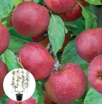 Leifruitbomen kopen, rechtstreeks uit onze kwekerij!