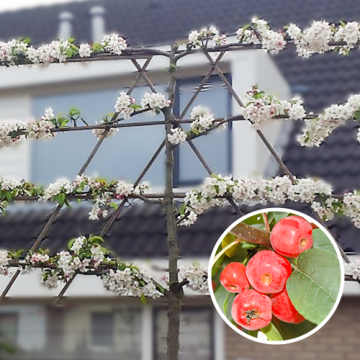 Bomenenzo.nl - Leibomen, leibomen kopen, leiboom