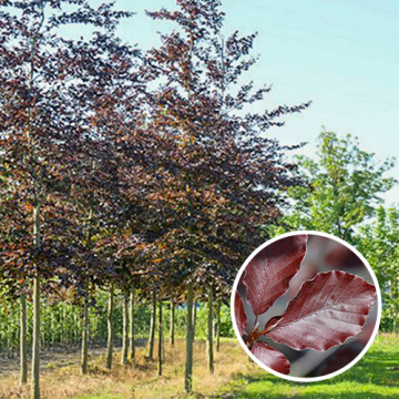 Grote bomen kopen | Grote boom | Kwekerij Bomenenzo.nl