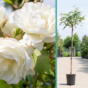 Stamrozen | Rozen op stam | Rosa