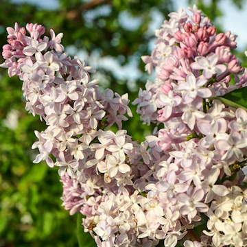 Seringen kopen | Sering kopen | Kwekerij Bomenenzo.nl