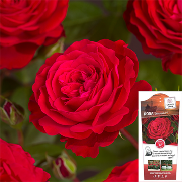 Rozenstruiken | Rosa | Rechtstreeks van de rozen kweker!