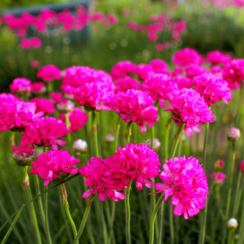 Engels Gras Wit | Armeria maritima 'White'