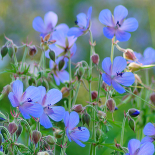 Geranium 'White Ness' | Witte Ooievaarsbek