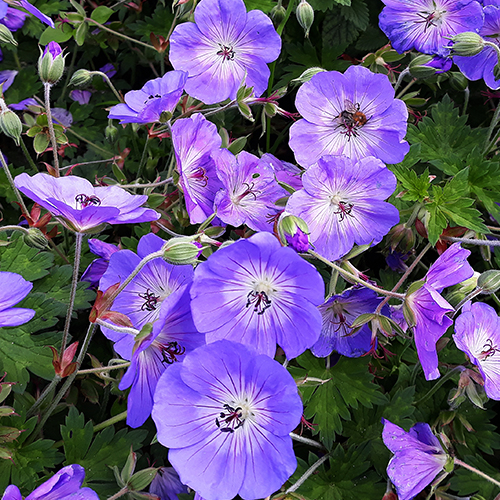 Geranium 'Patricia' | Ooievaarsbek