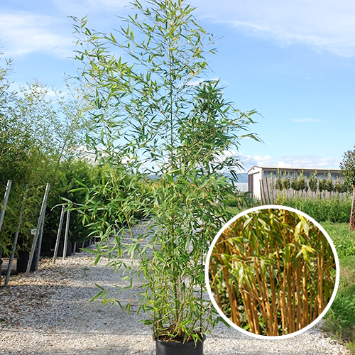 Bamboe Nigra | Zwarte Bamboe | Bambusa phyllostachys Nigra