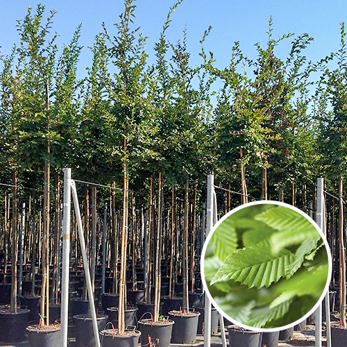 Rode zuilbeuk kopen| Prijs vanaf €37.00 (Fagus sylvatica 'Dawyck Purple ...