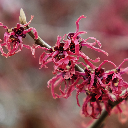 Hamamelis 'Arnold Promise' | Toverhazelaar | Bomenenzo.nl