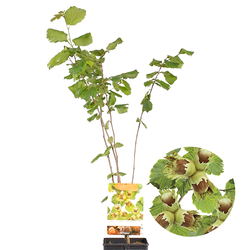 Boomband kopen | Boomband verbindt de boompalen met de boom | Bomenenzo.nl