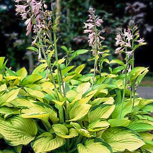 Hosta 'Golden Tiara' | Hartlelie of Funkia