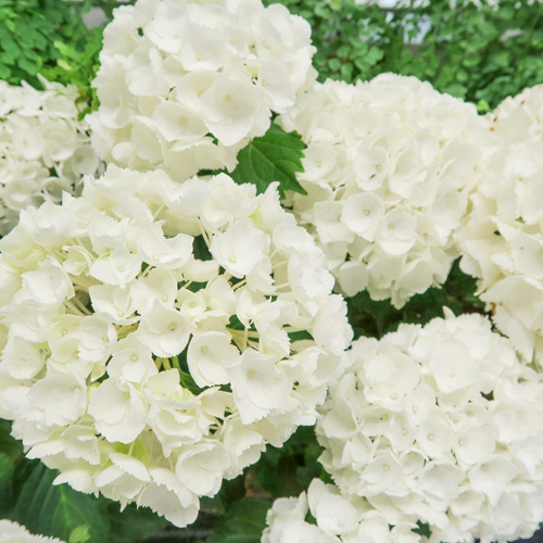 Hydrangea macrophylla 'Lanarth White' (Teller) | Hortensia