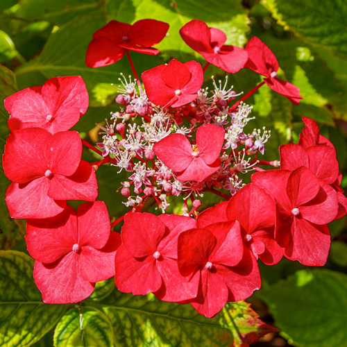 Hydrangea macrophylla 'Lanarth White' (Teller) | Hortensia