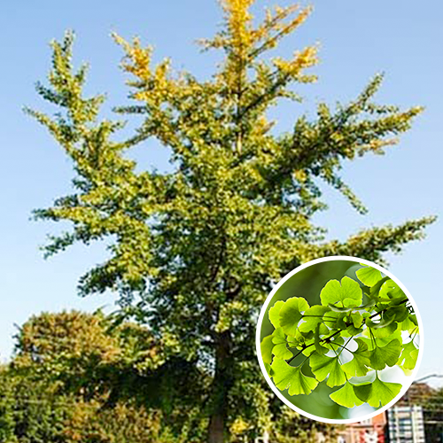 Amberboom kopen | Bomen uit eigen kwekerij | Liquidambar styraciflua