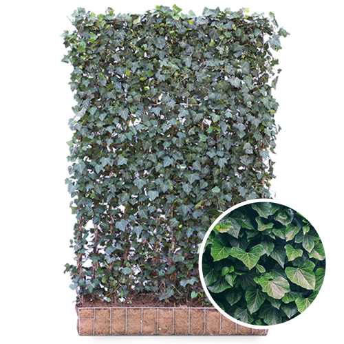 Hedera Hibernica kopen | Klimop | Rechtstreeks uit onze kwekerij!