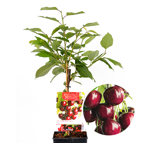 De kers Regina is een zeer zoete, smaakvolle kers. Nu in pot. Veel ...