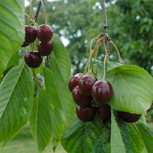Kersenboom Van | Van rode zoete kers. Bestand tegen vorst | Bomenenzo.nl