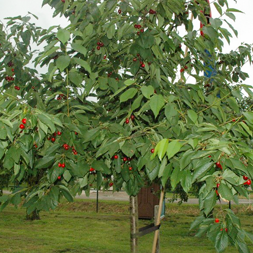 Kersenboom Van | Van rode zoete kers. Bestand tegen vorst | Bomenenzo.nl