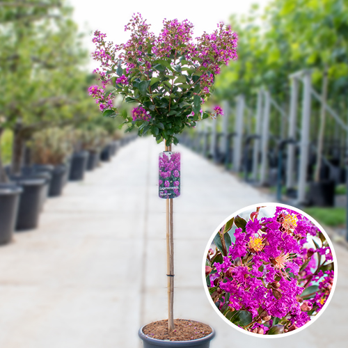 Lagerstroemia Indica Rosea Nova | Indische Sering | Rechtstreeks uit ...