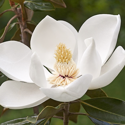 Portugese Leilaurier | Prunus lusitanica leivorm